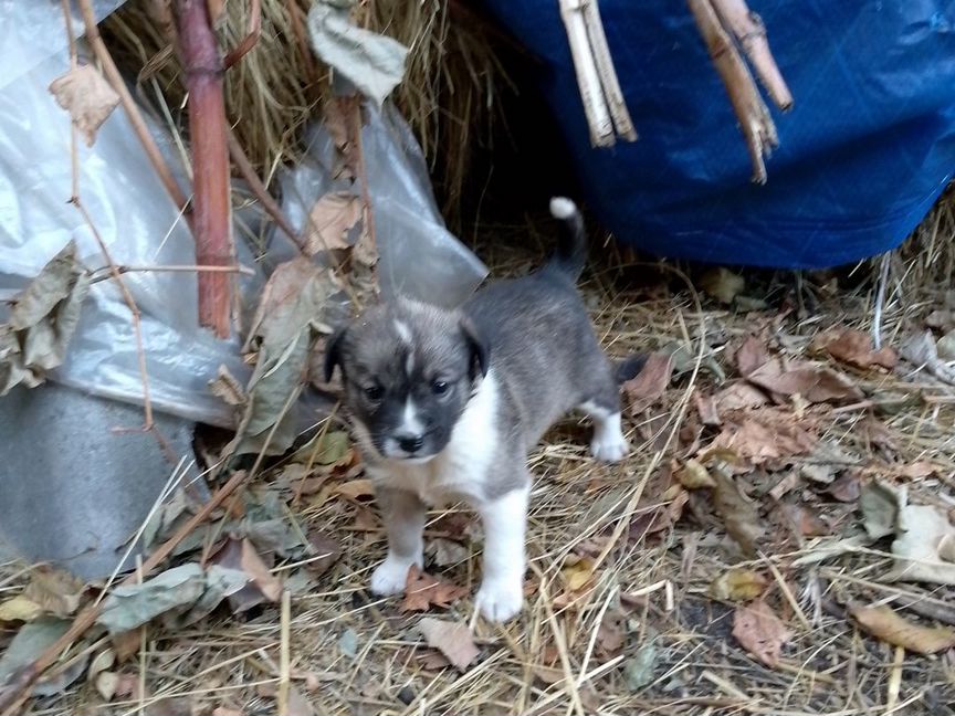 Щенки бесплатно