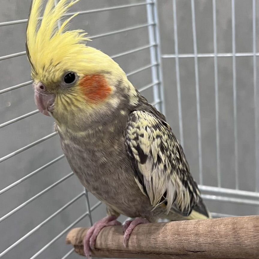 Попугай корелла с клеткой