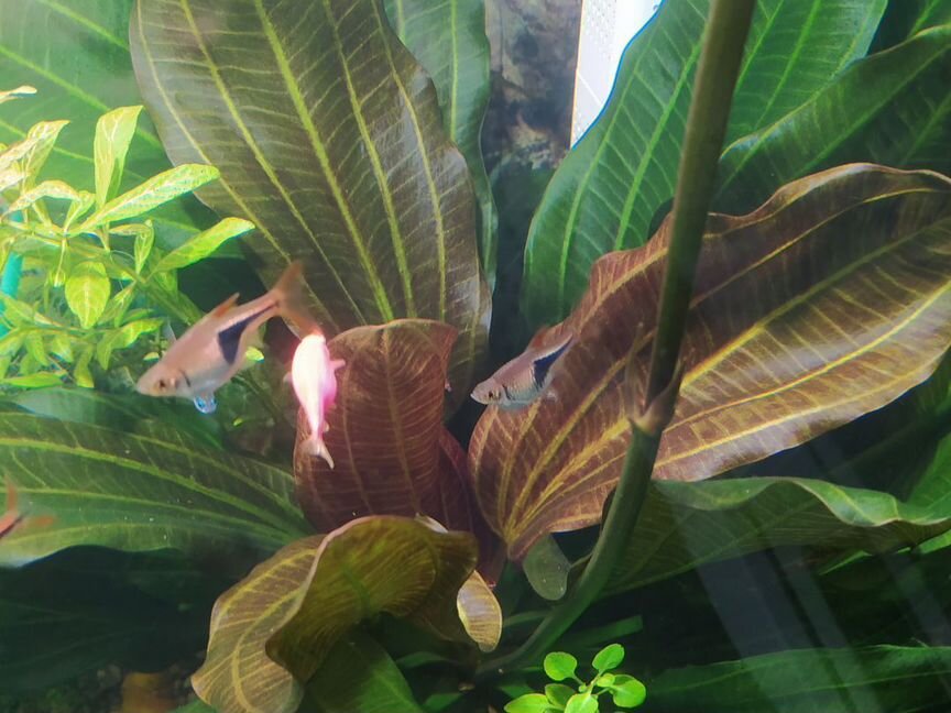 Аквариумные растения