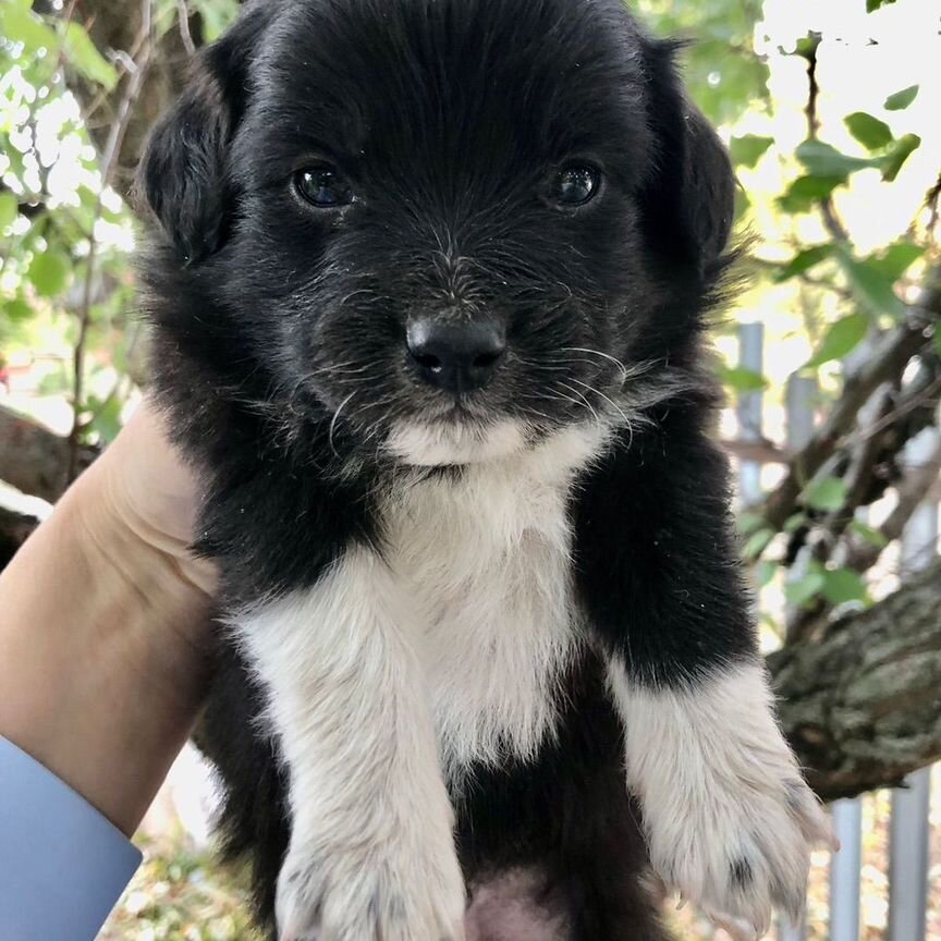 Щенки мелкой собаки в дар