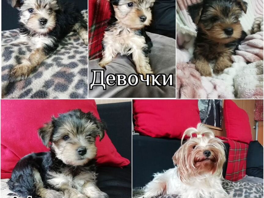 Йоркширский терьер щенки