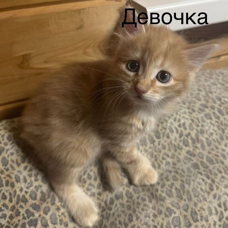 Котята рыжие