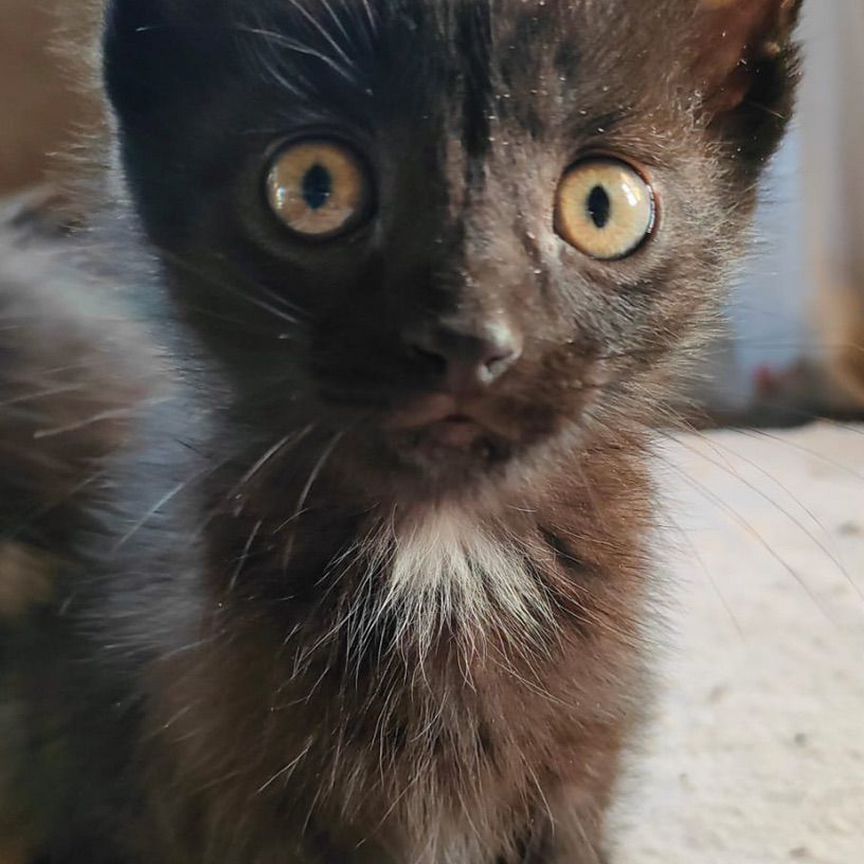Котенок