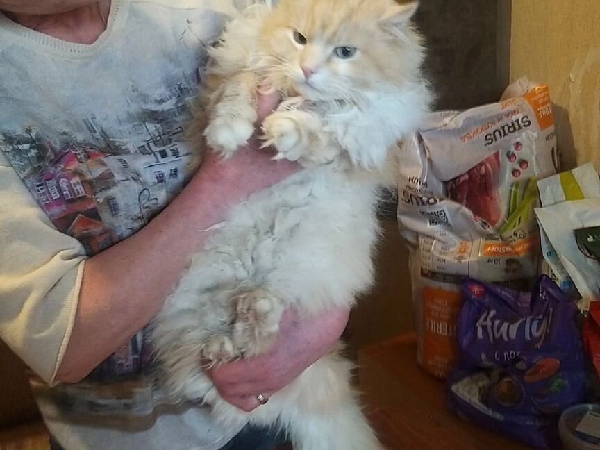 Котик ждёт Вас