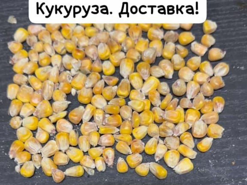 Кукуруза фуражная