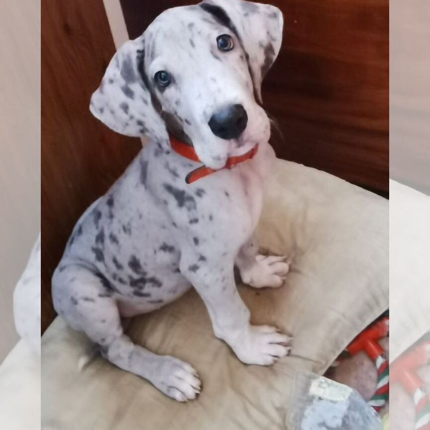 Немецкий дог