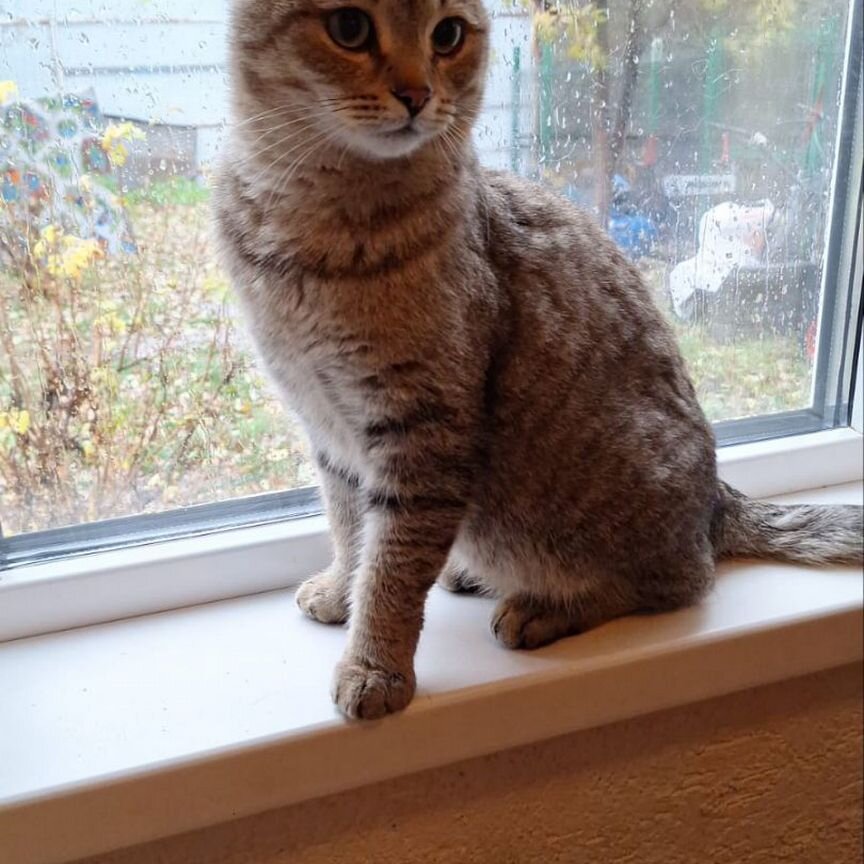 Молодой котик в добрые руки