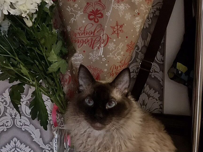 Кот в добрые руки
