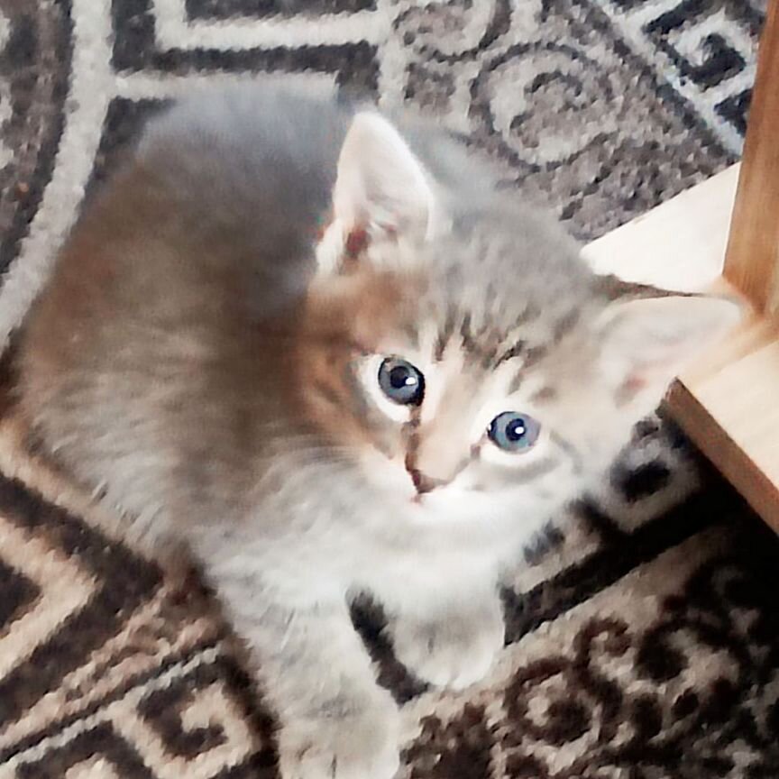 Котята малыши бесплатно
