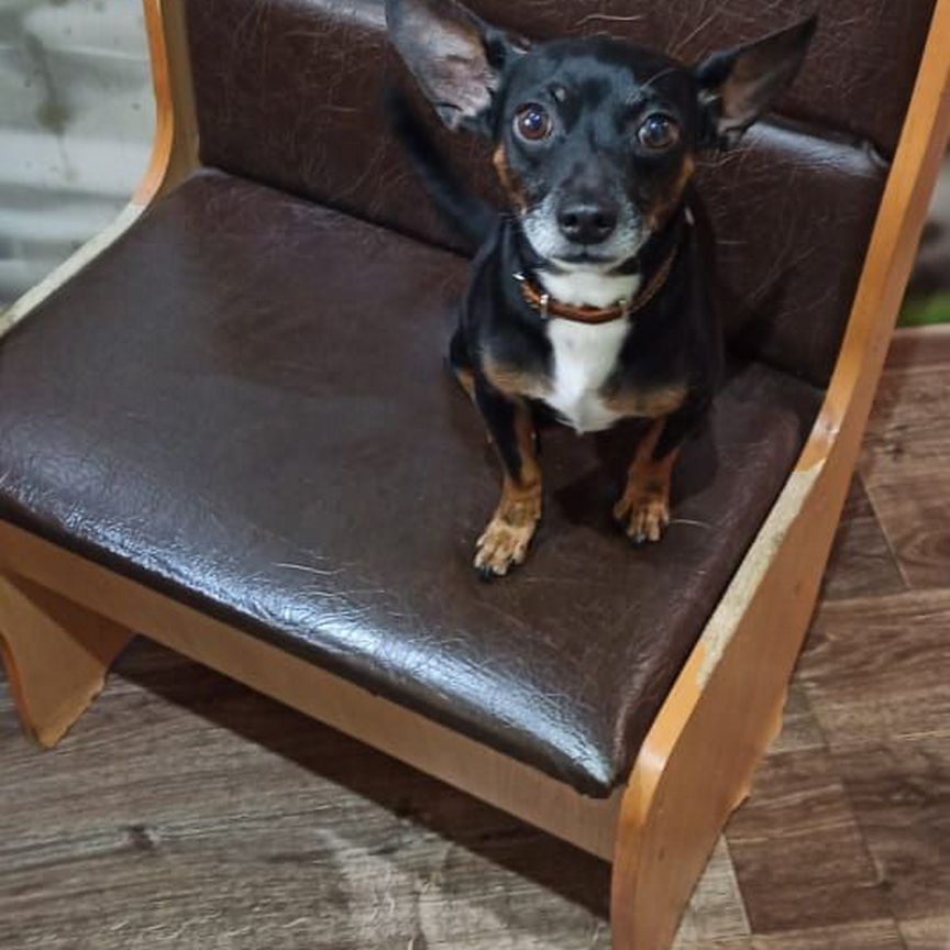 Вязка мини тортерьер