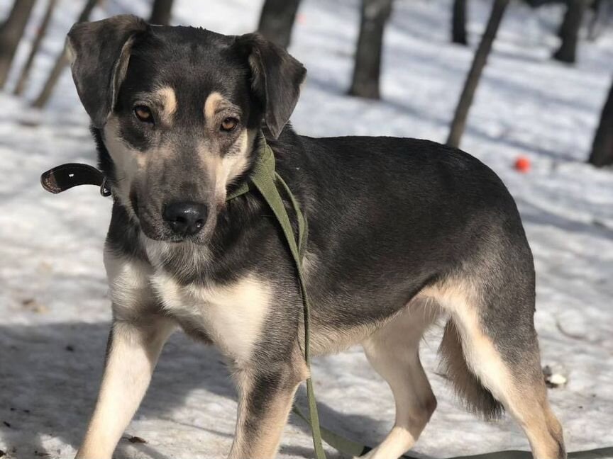 Нежной Собаке из приюта очень нужен дом