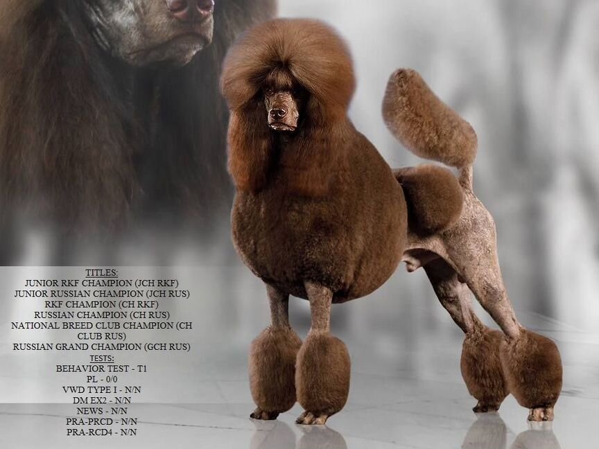 Вязка. Большой пудель