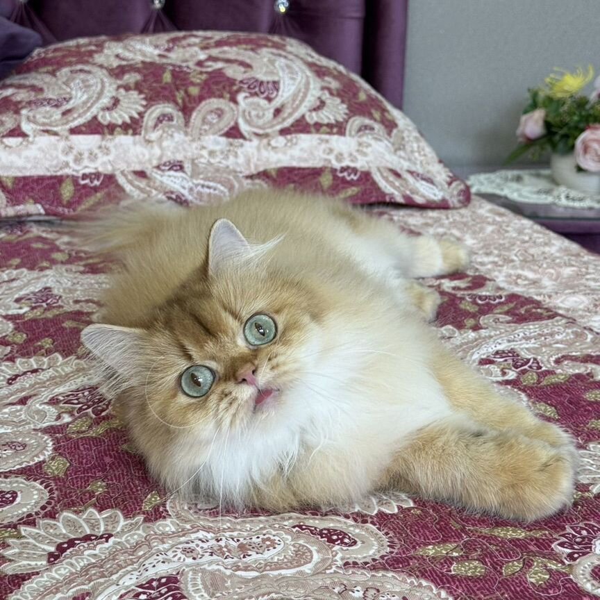 Кошечка шоколадная шиншилла