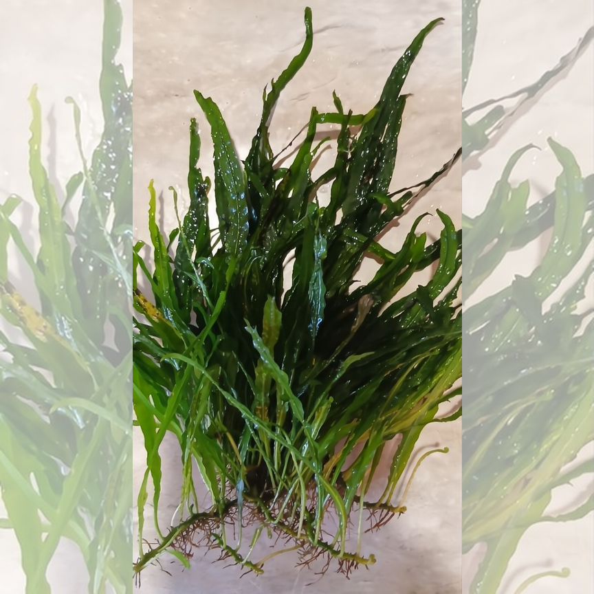 Аквариумные растения