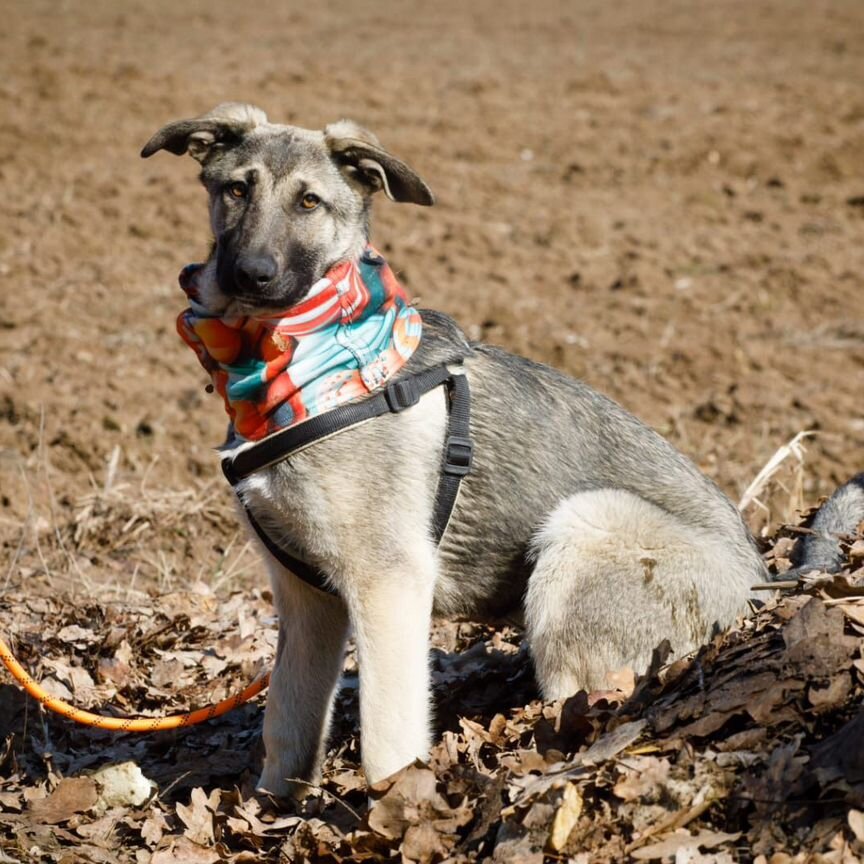 Марта ищет дом