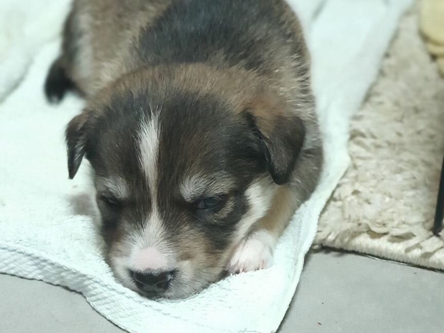 Щенки в добрые руки