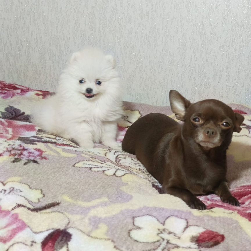 Девочка миниатюрного шпица