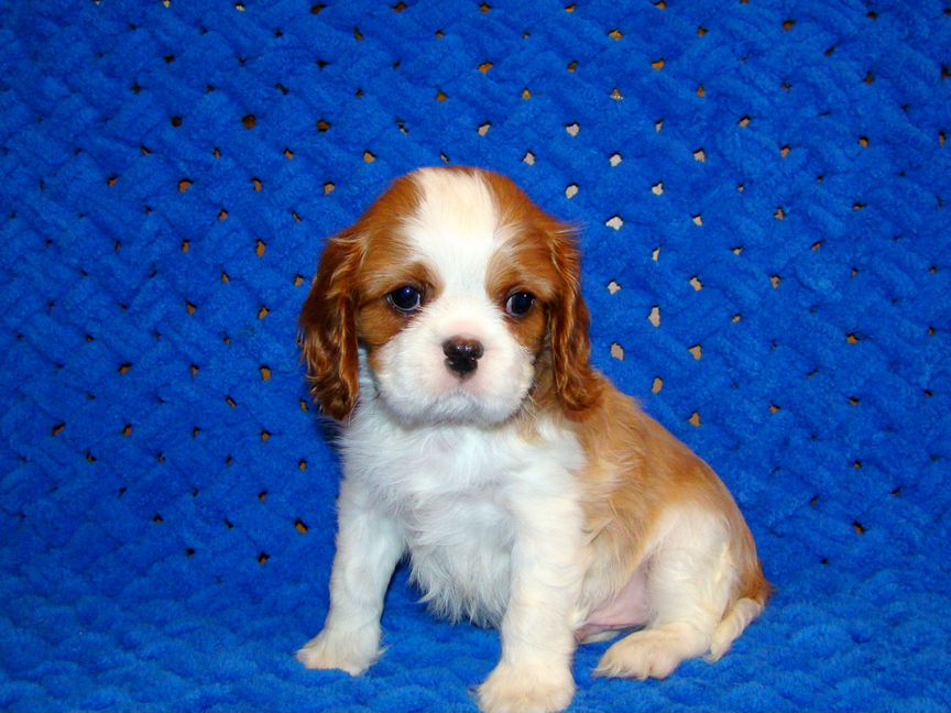Щенки Кавалер Кинг Чарльз спаниель