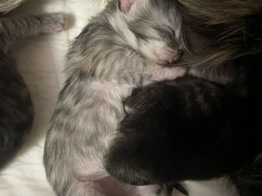 Котята Maine Coon