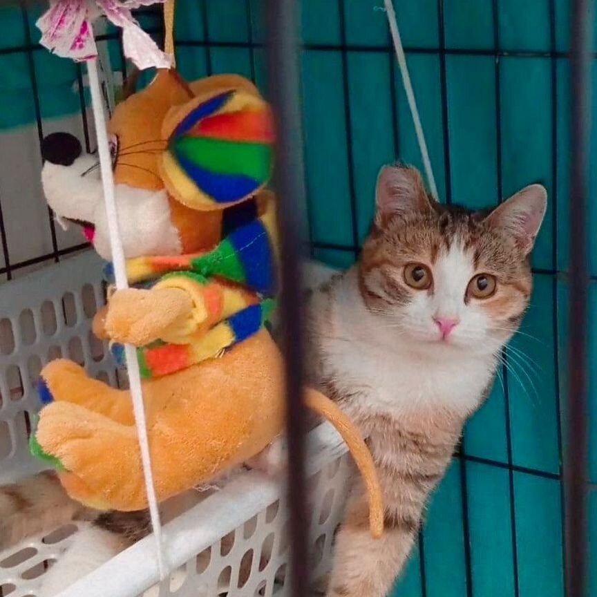 Знакомьтесь это Леся красавица
