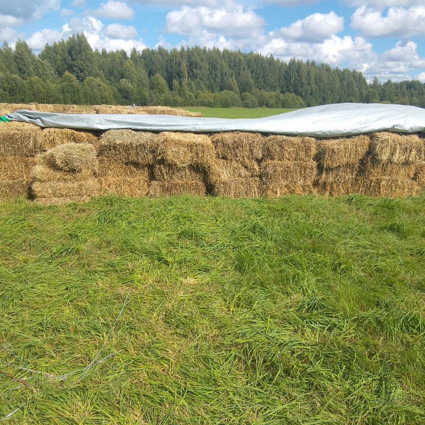 Сено солома в тюках