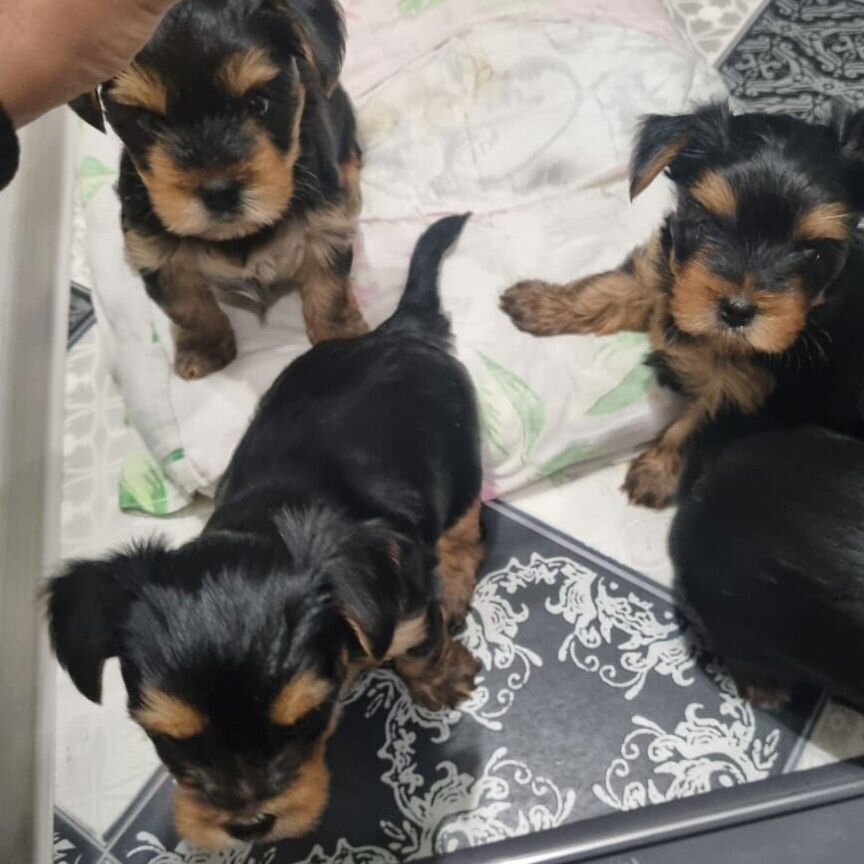 Продам щенят йоркширский терьер