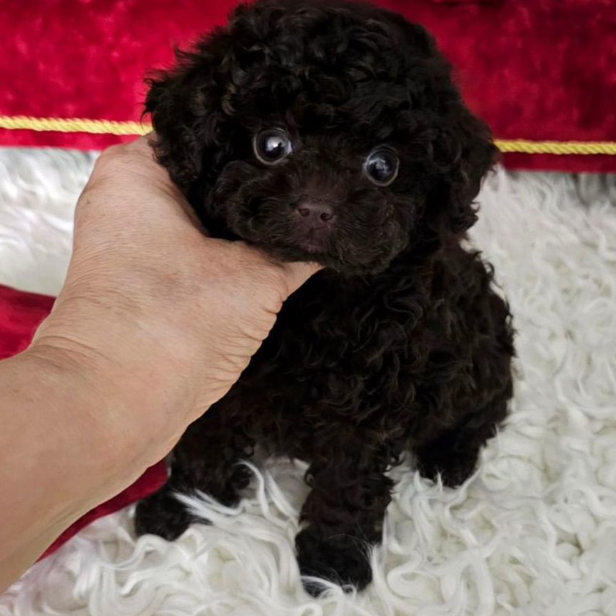 Той-пудель, щенок