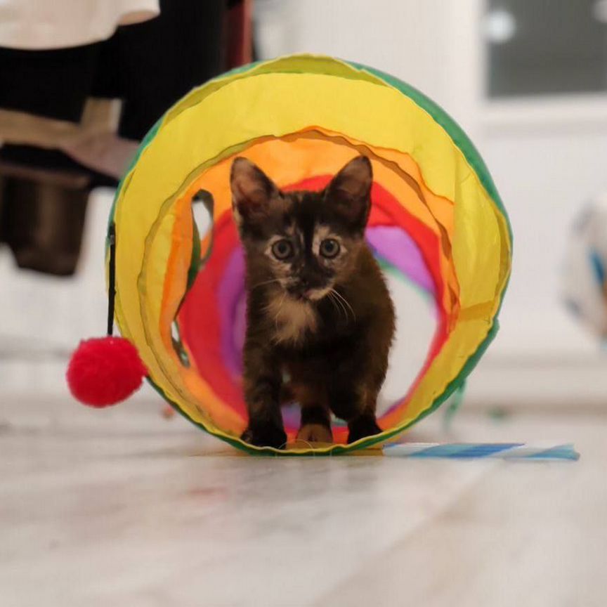 Маленький котенок. Девочка