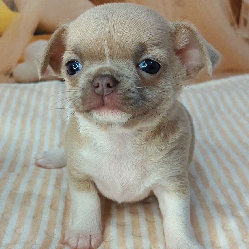 Чихуахуа, щенок