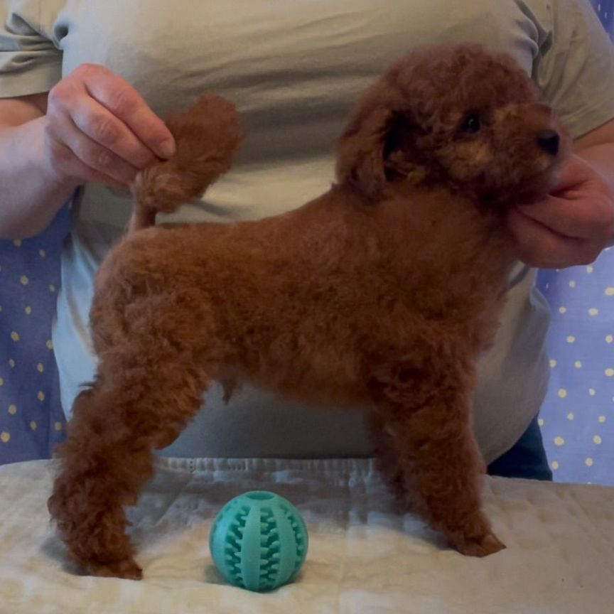 Пудель красный