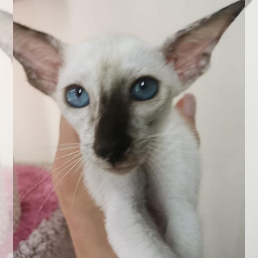 Ориентальные котята