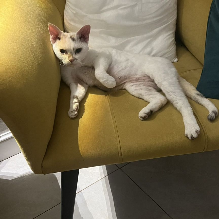 Котики бесплатно