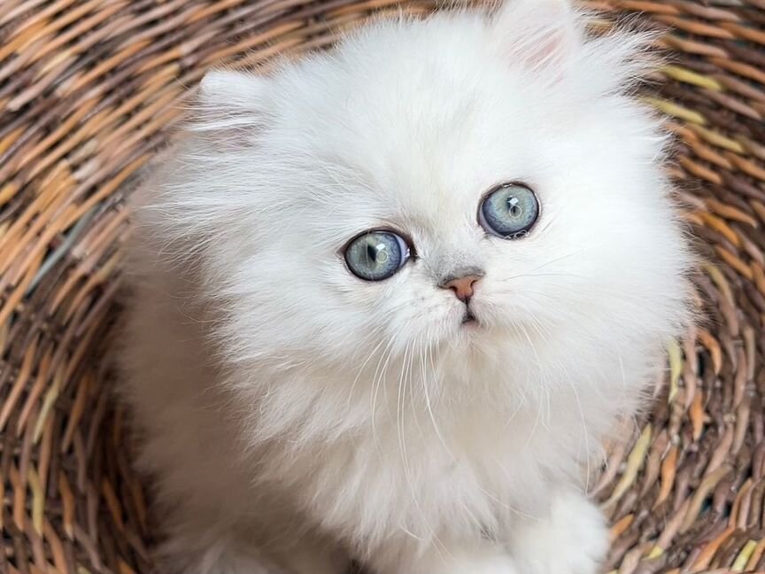 Персидская шиншилла