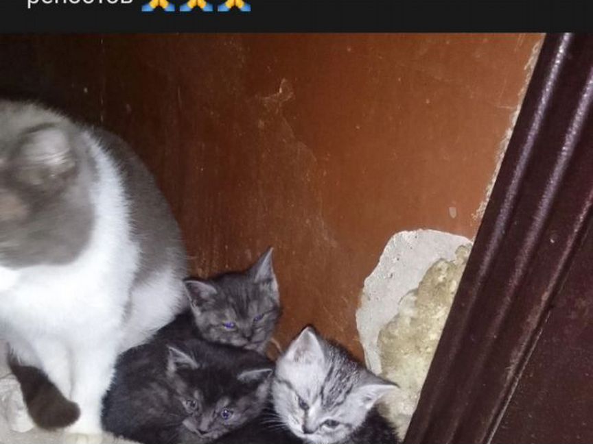 Котят с мамой выкинули в помойку