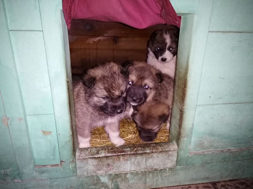 Щеночки колобочки