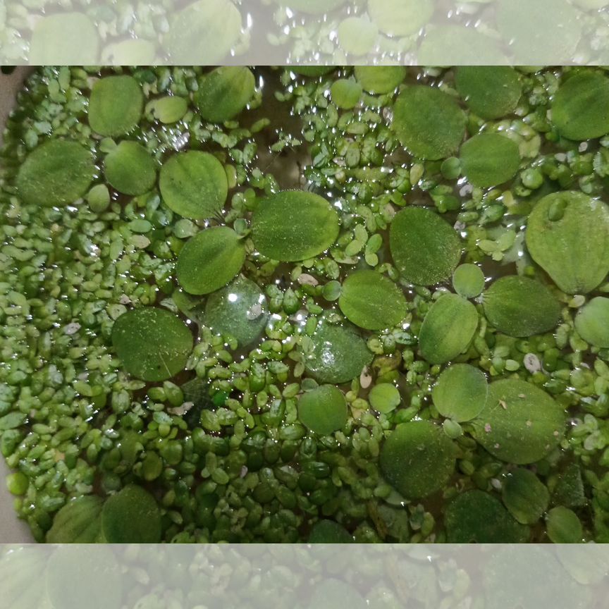 Пистия и ряска обмен