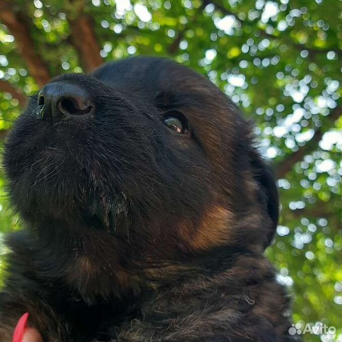 Немецкая овчарка дш