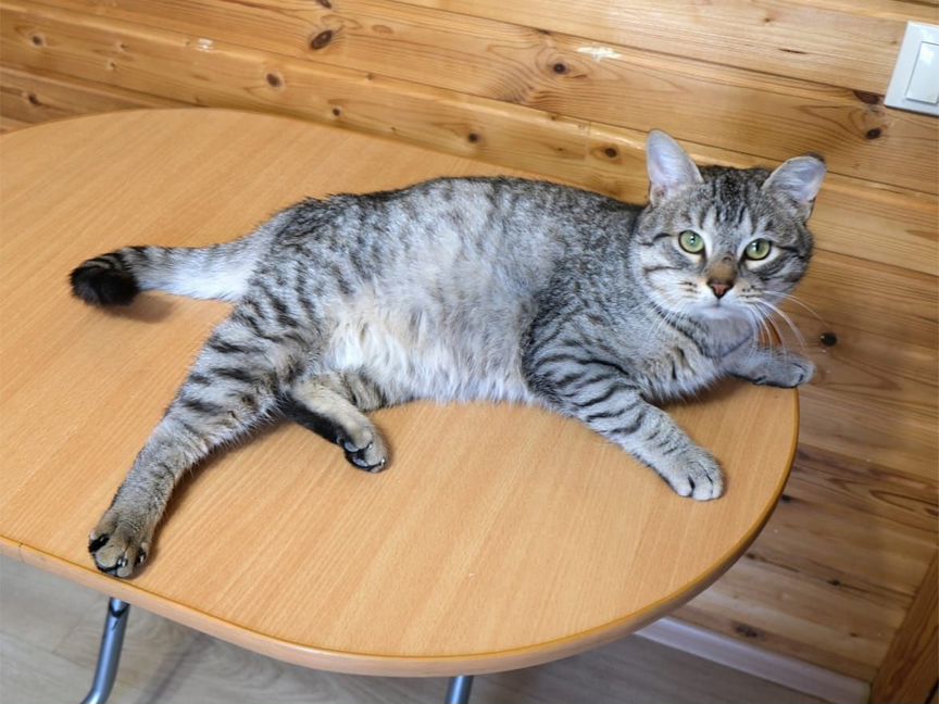 Кот молодой дымчато полосатый воспитанный