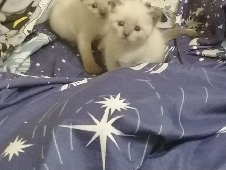 Отдам котенка, девочка сиамская