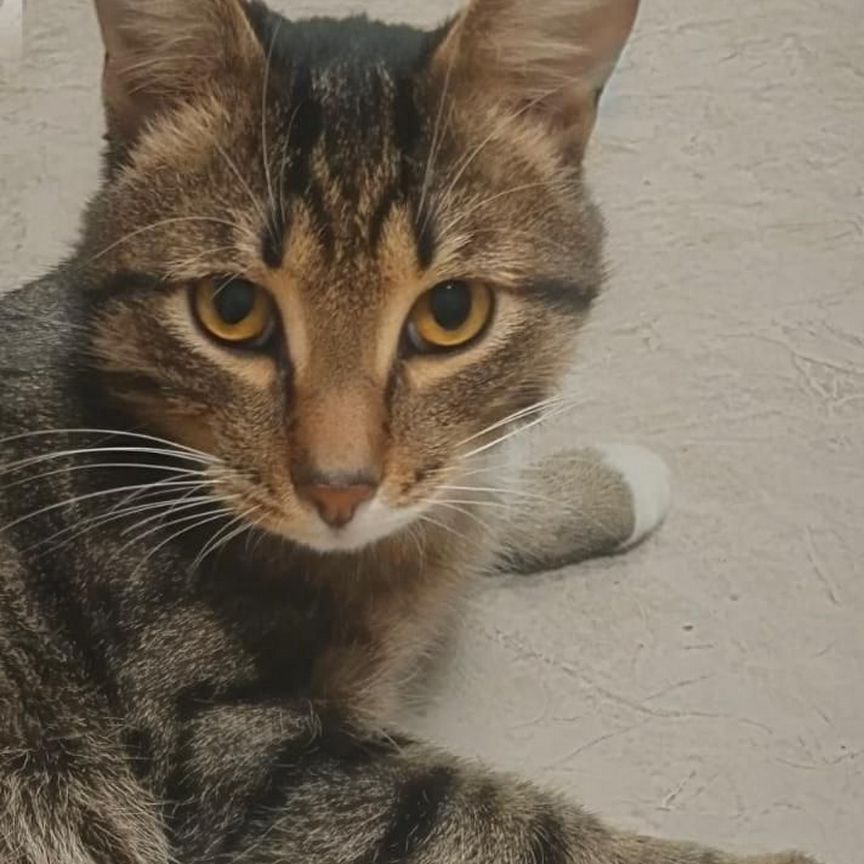 Просто Вася ищет дом