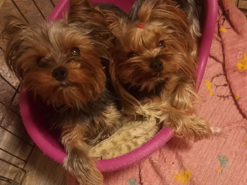 Йоркширский терьер Вашей мечты, вязка