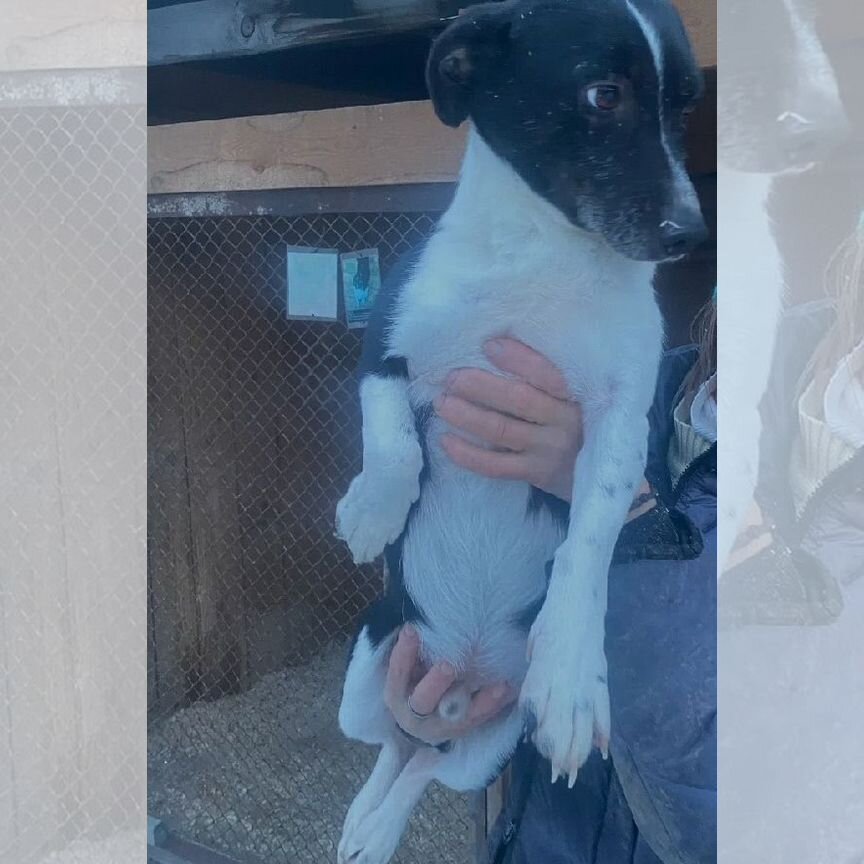 Взрослый пёс в добрые руки