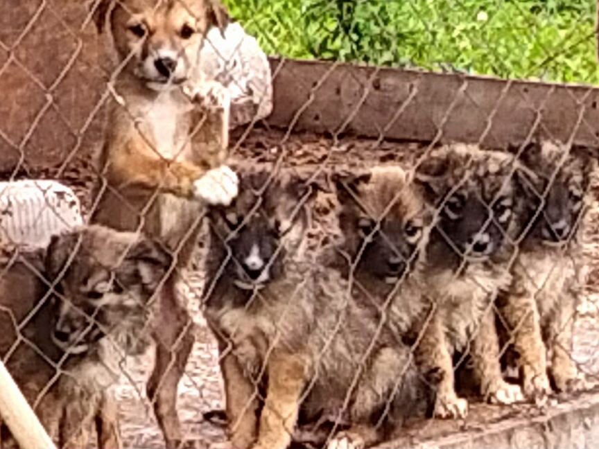 Щенки кавказской овчарки помесь в добрые руки