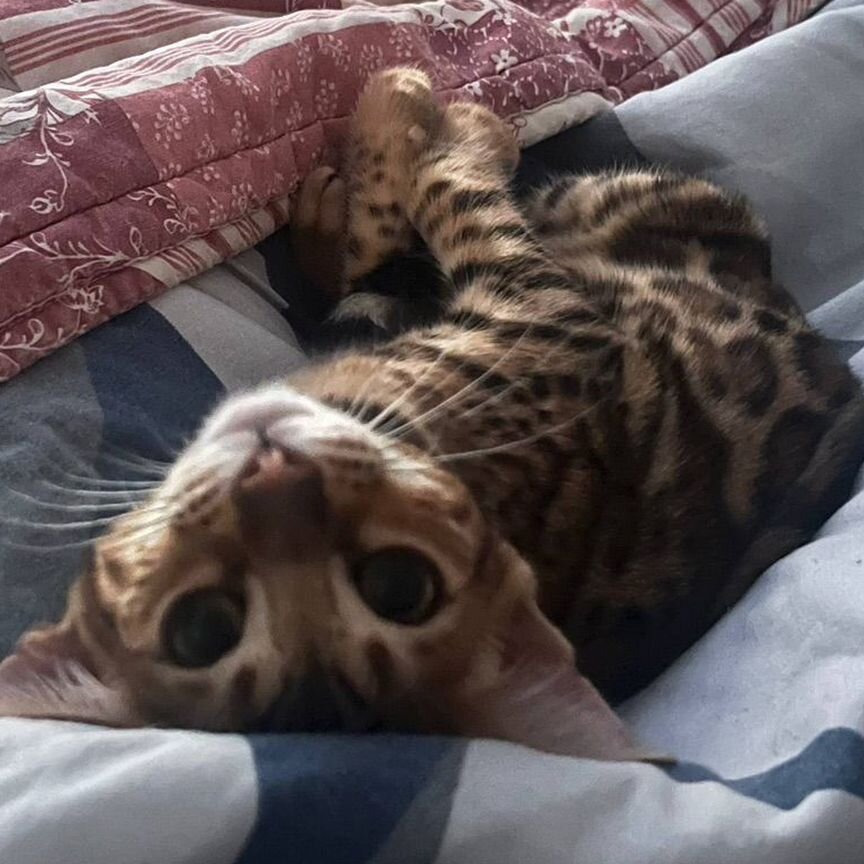 Бенгальская кошка