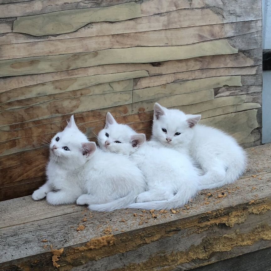 Котята