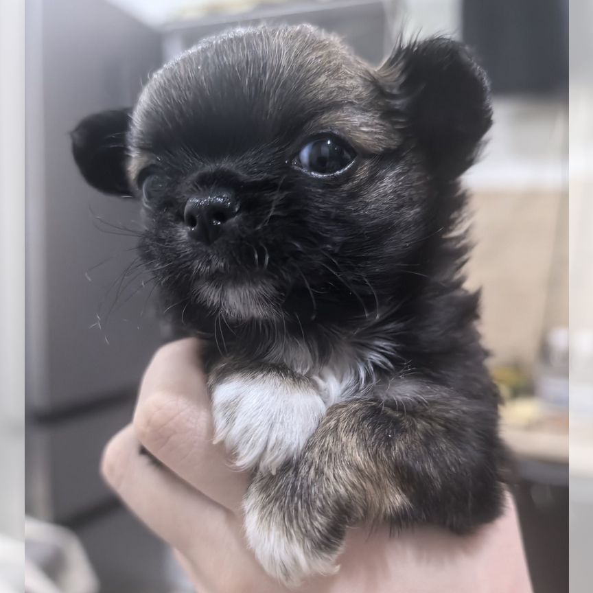 Чихуахуа, щенок