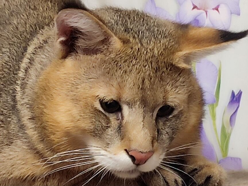 Чаузи ф1 (85 процентная) девочка