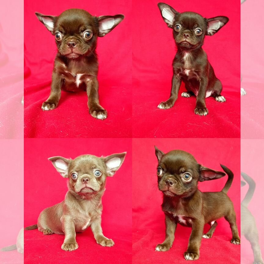 Чихуахуа, щенок