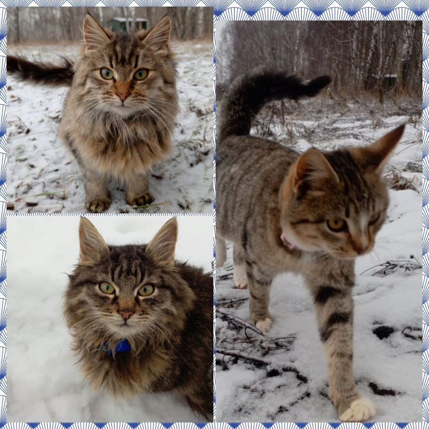 Отдам котенка в добрые руки мейкун