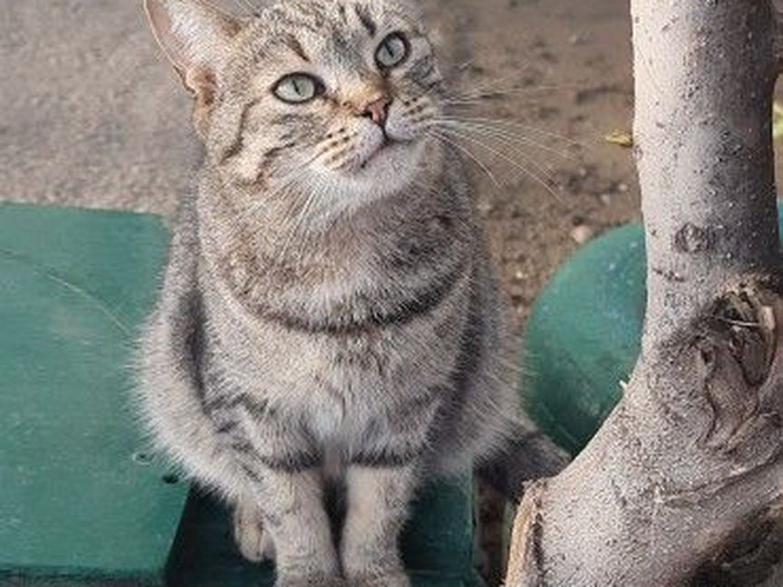 Кошка